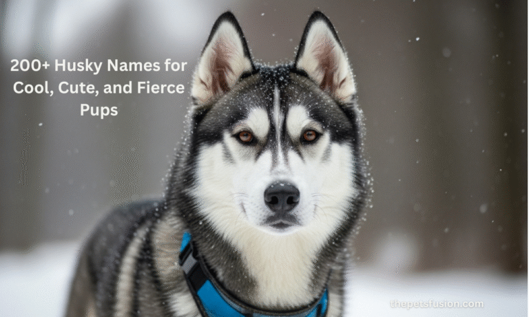 200+ Husky Names for Cool, Cute, and Fierce Pups